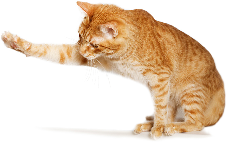 MARS Shelter Program | Cat Friendly Certificate Program - catvets.com