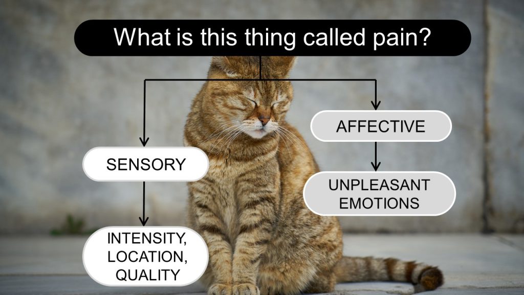 Therapy Goals - catvets.com