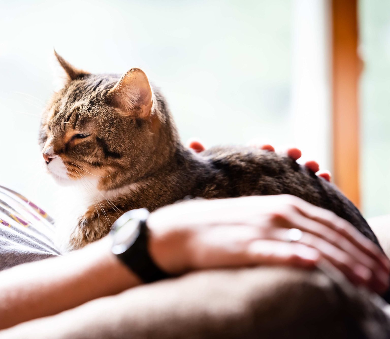 Decision Making - catvets.com