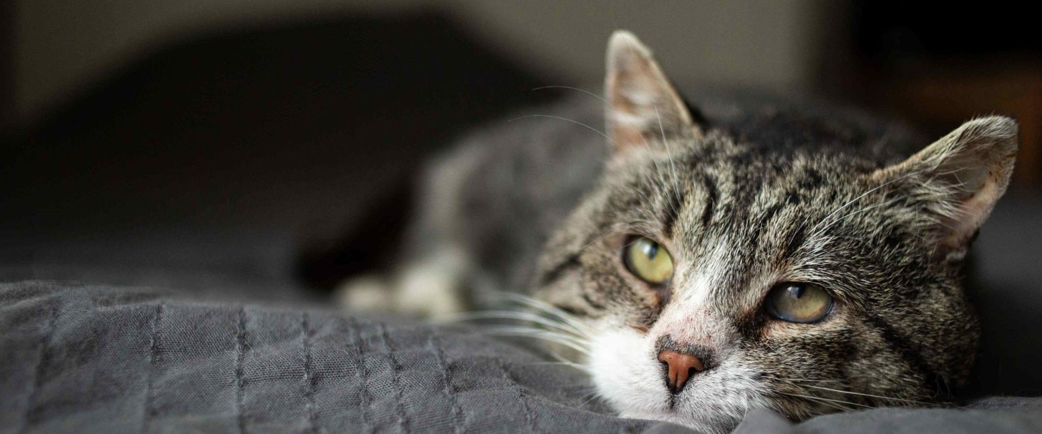 Decision Making - catvets.com