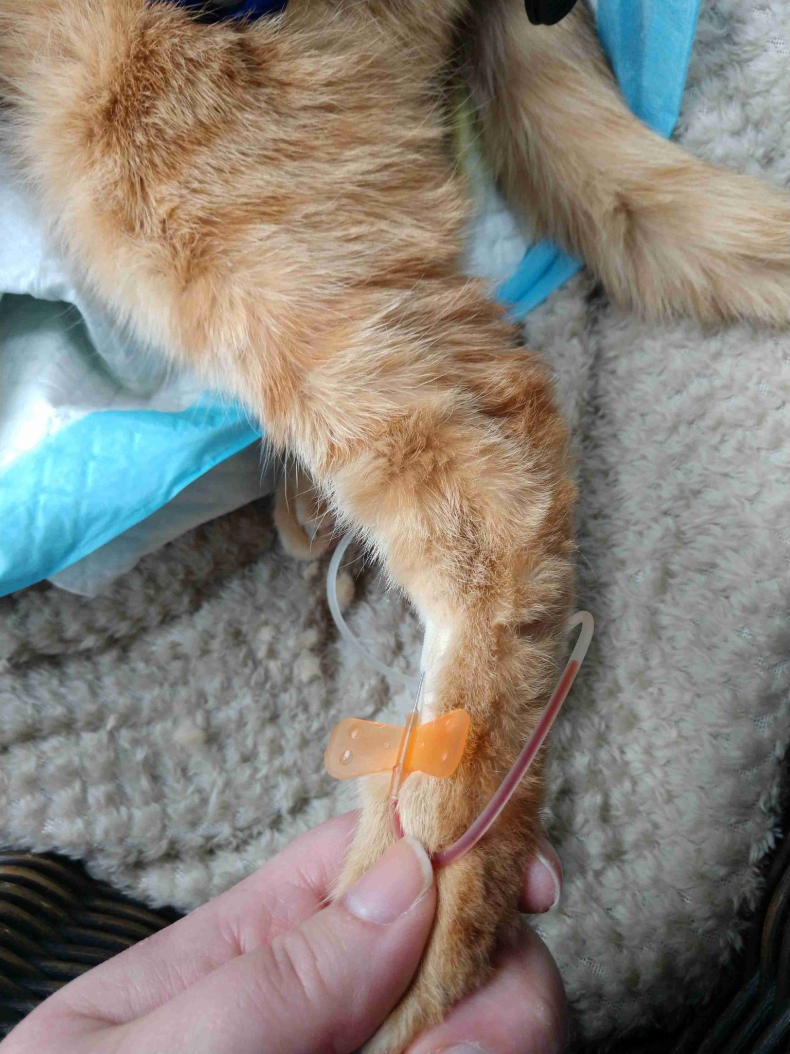 Euthanasia Process - catvets.com