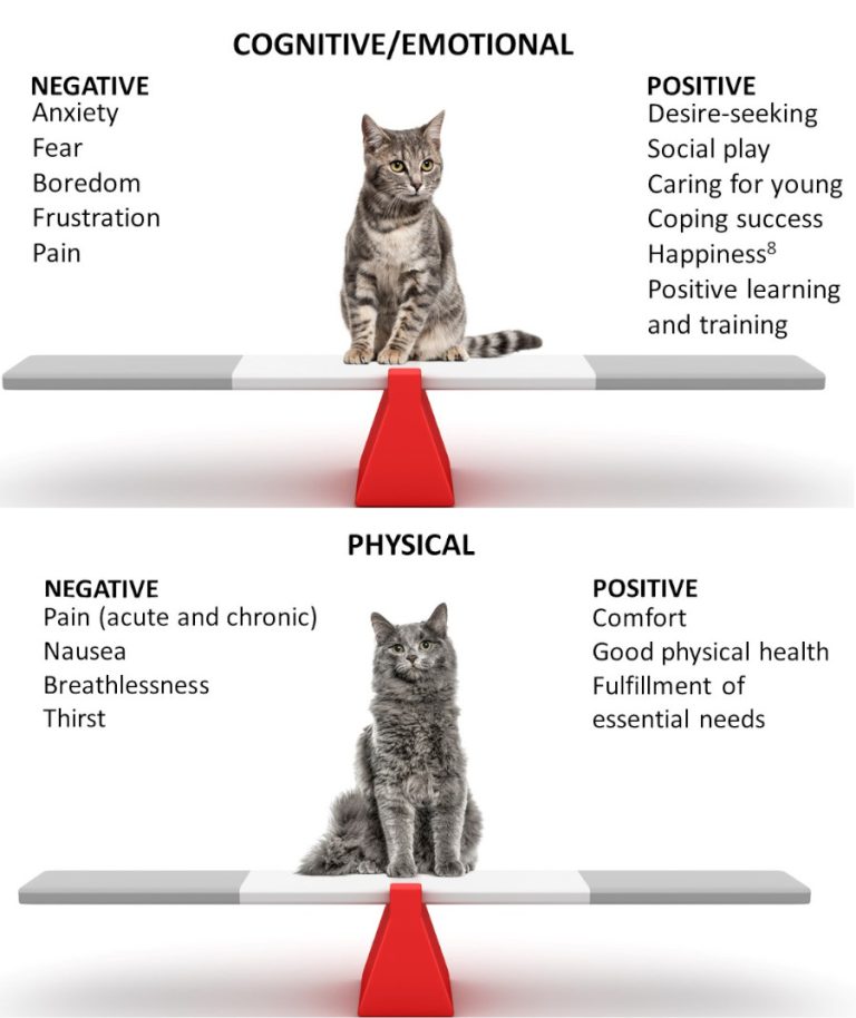 2021 General Principles of Feline Well-being - catvets.com