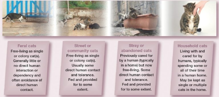 2021 General Principles of Feline Well-being - catvets.com