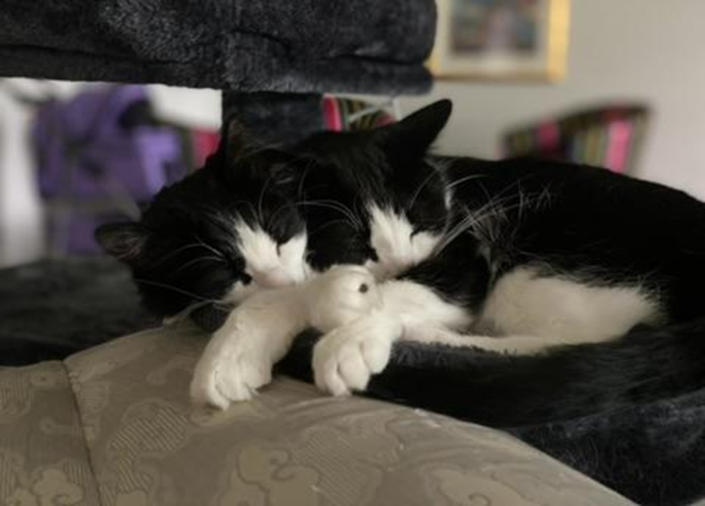 Client Education (Cat Friendly Practices®) - catvets.com