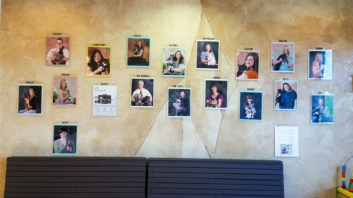 Creative Solutions - catvets.com