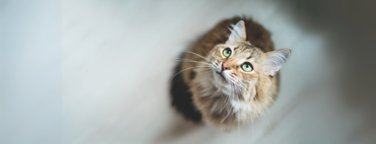 Positive Reinforcement Training Educational Toolkit - catvets.com